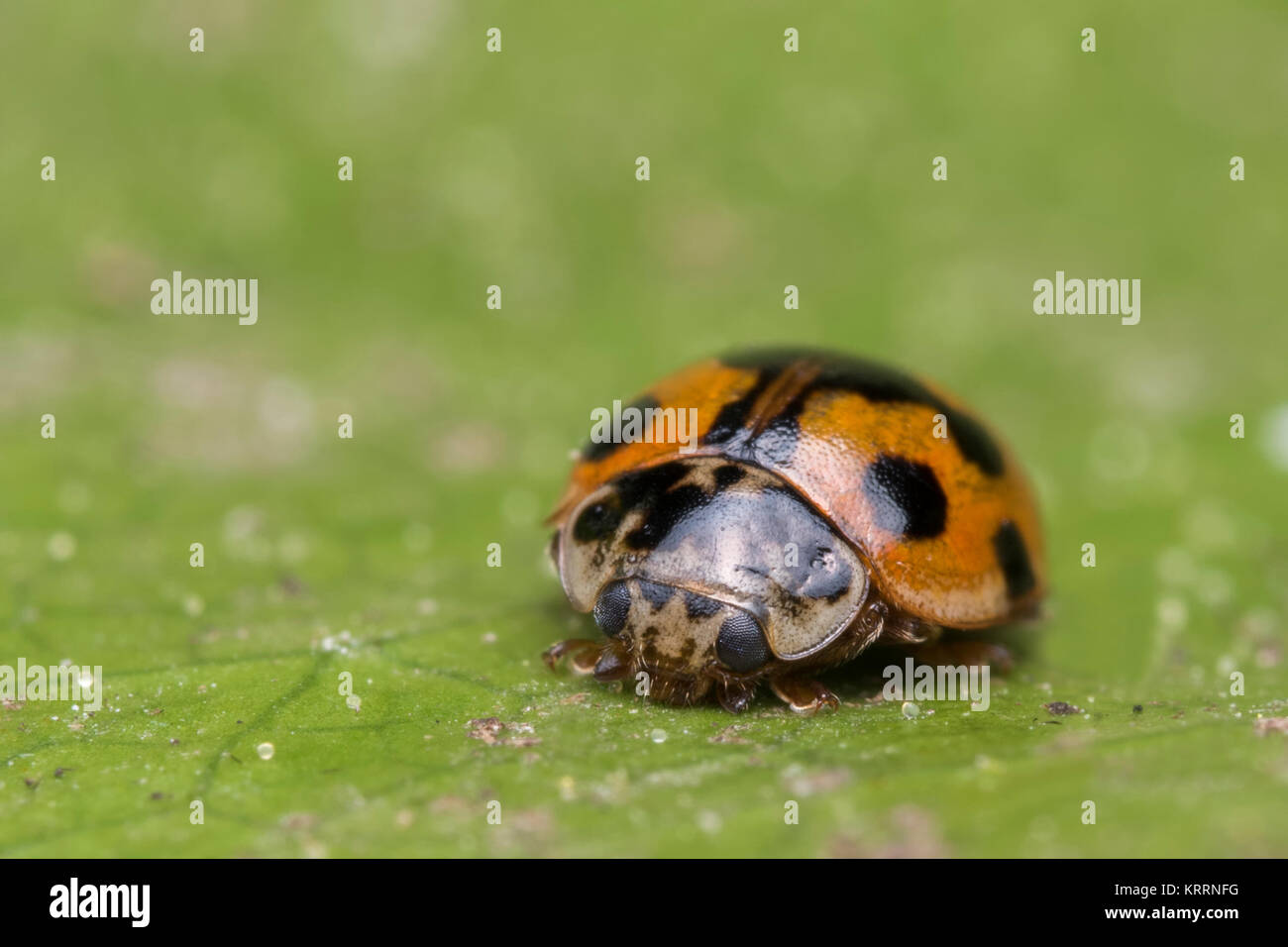 10 spot Ladybird (Adalia decempunctata) at rest on the surface of a ...