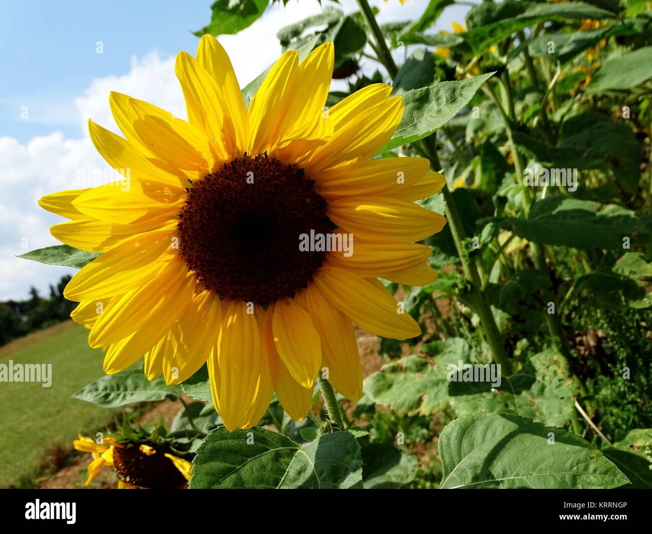 sunflower at the field edge Stock Photo - Alamy