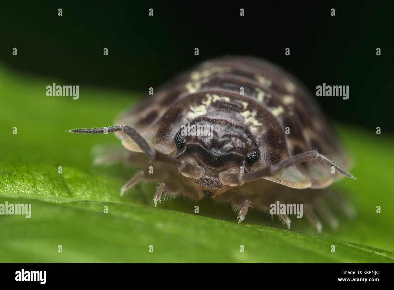Close up frontal view of a Common Woodlouse (Oniscus asellus) resting ...