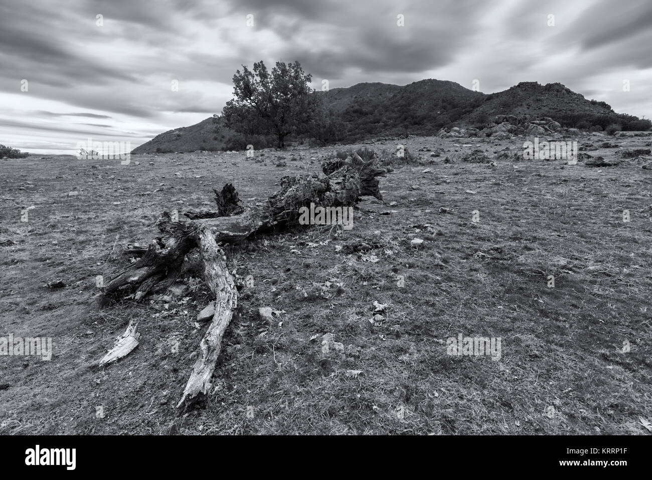Landscape with fallen tree Stock Photo - Alamy