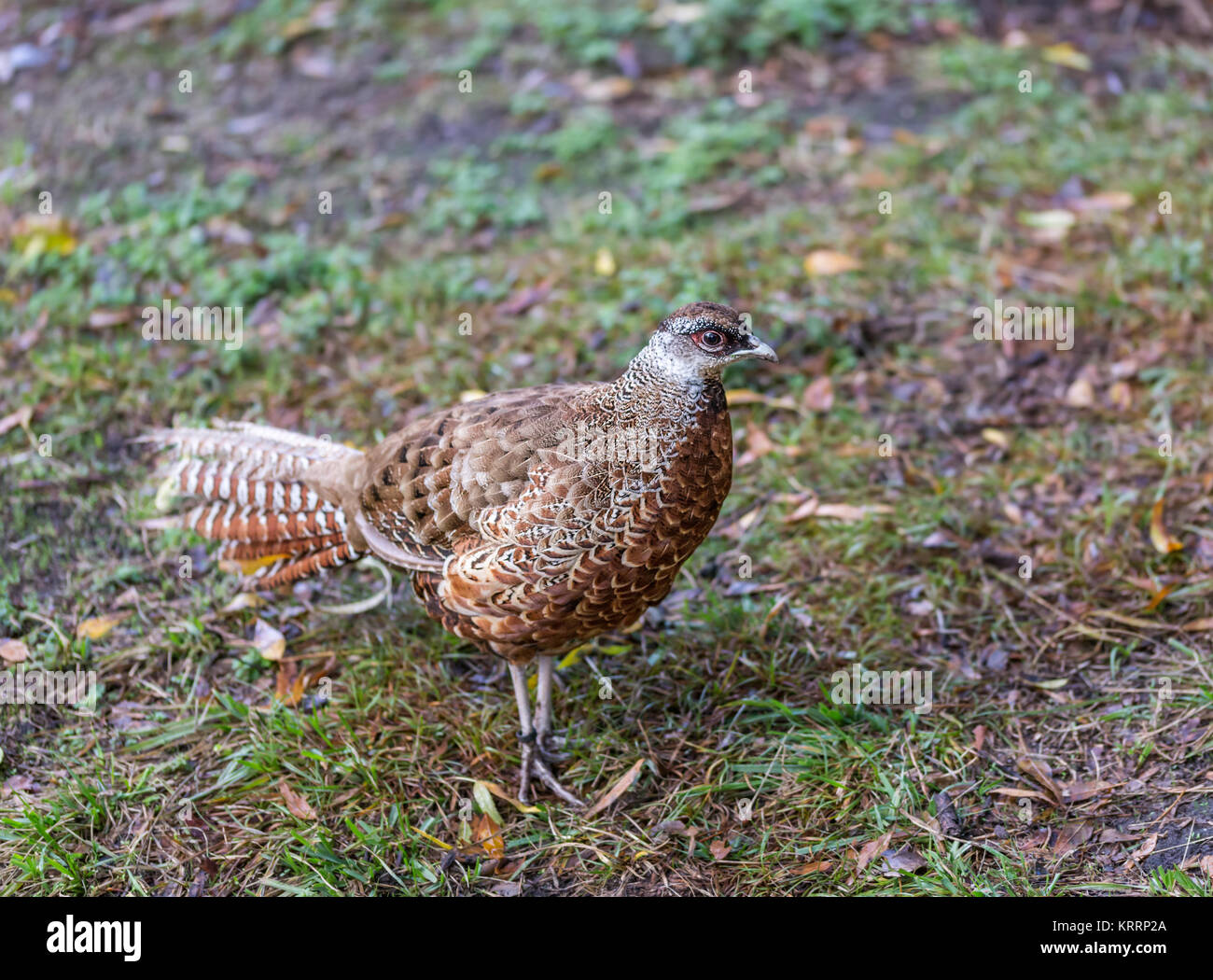 Female Pheasant photographed in a public park Stock Photo - Alamy