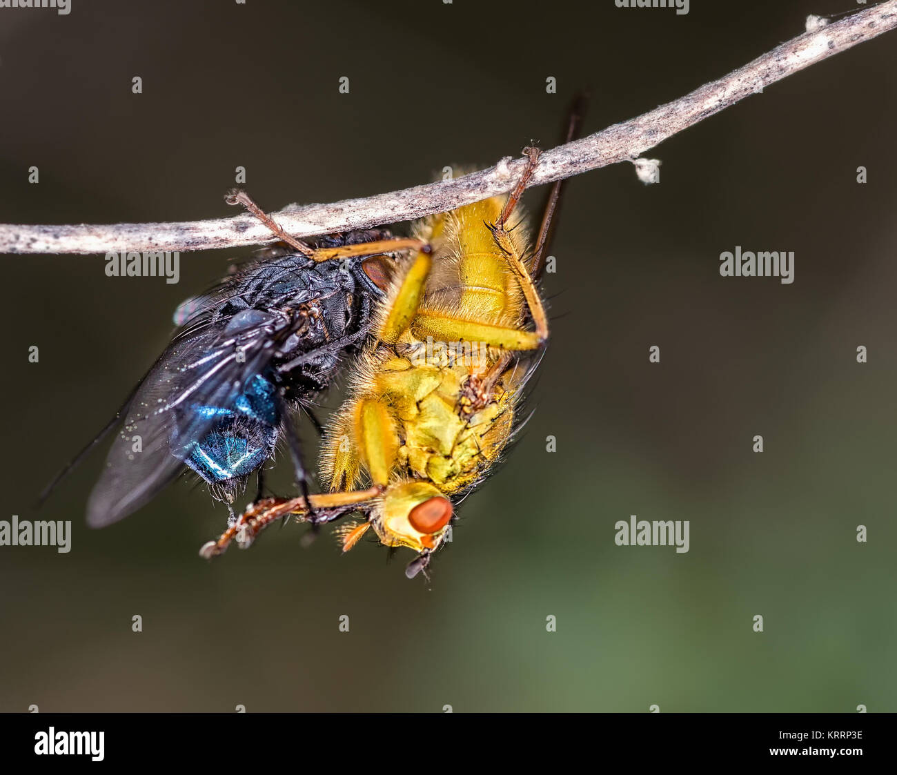 Insectos depredadores hi-res stock photography and images - Alamy