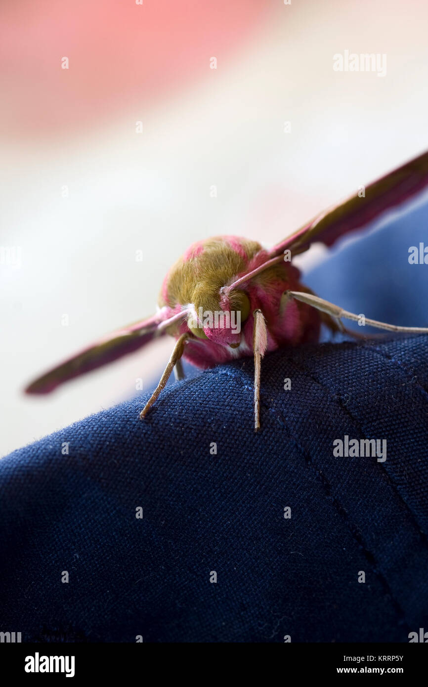 Insect with hairy wings hi-res stock photography and images - Alamy
