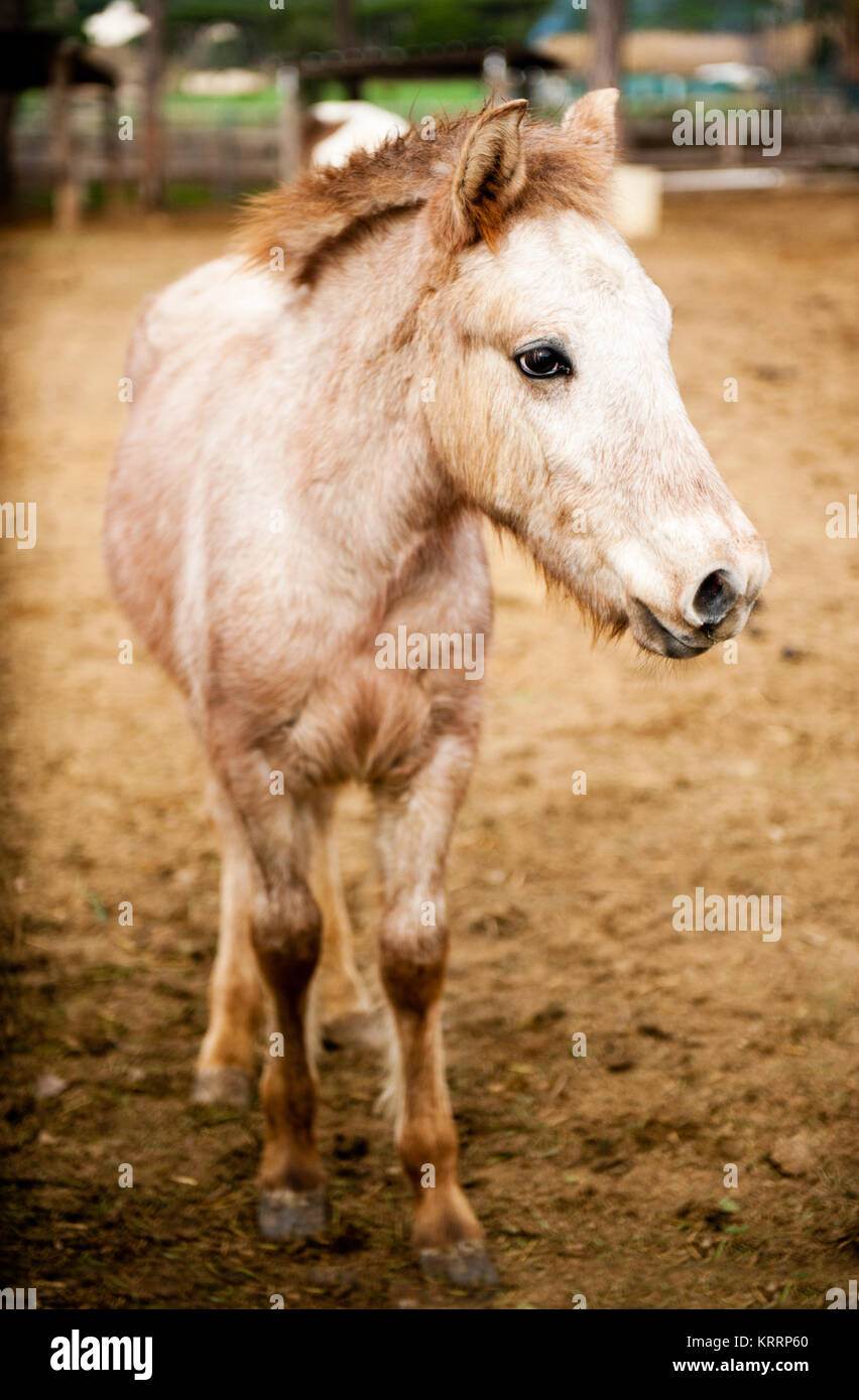 Beautiful beige pony Stock Photo - Alamy