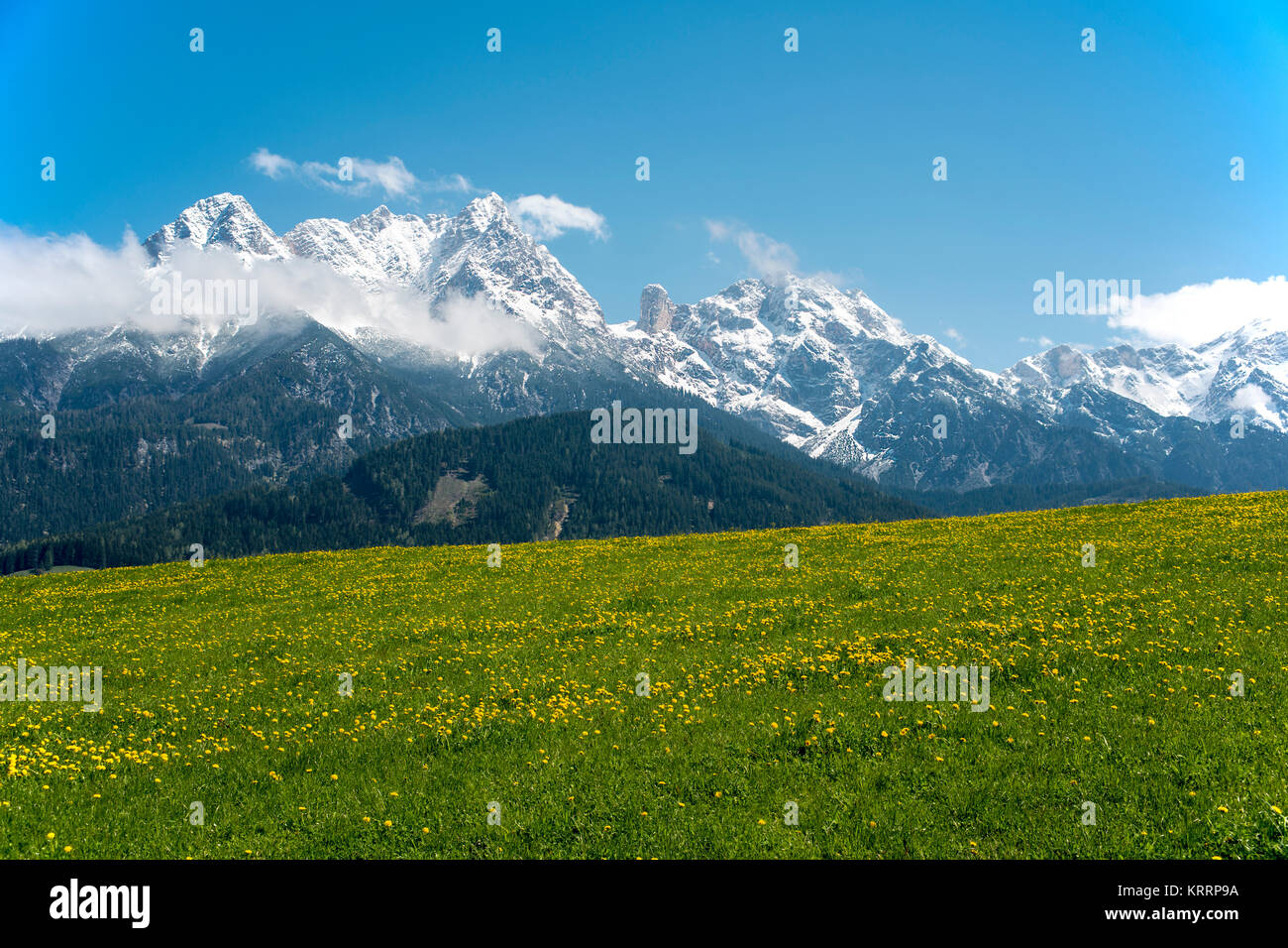 the snowy peaks of the steinernes meer in saalfelden in front of green ...