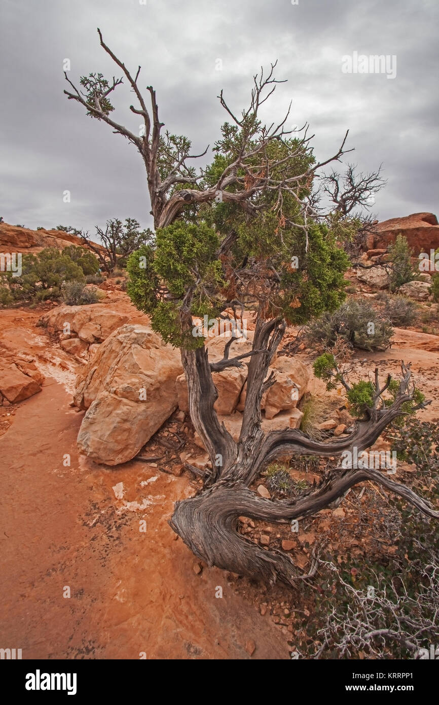 Utah Juniper near Upheaval Dome, Canyonlands Stock Photo - Alamy