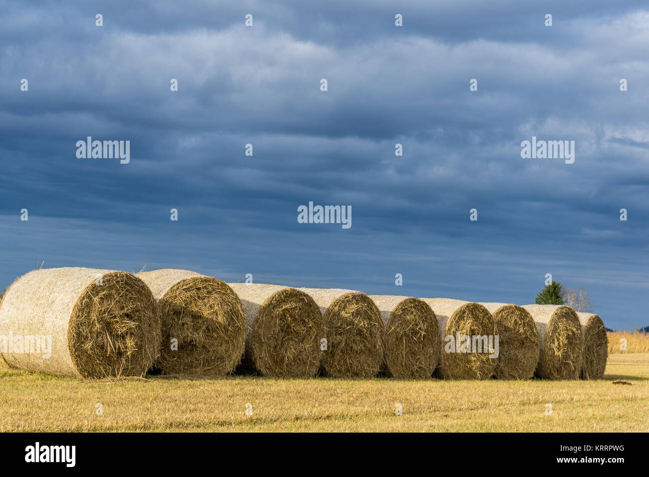 Bales goal hi-res stock photography and images - Alamy