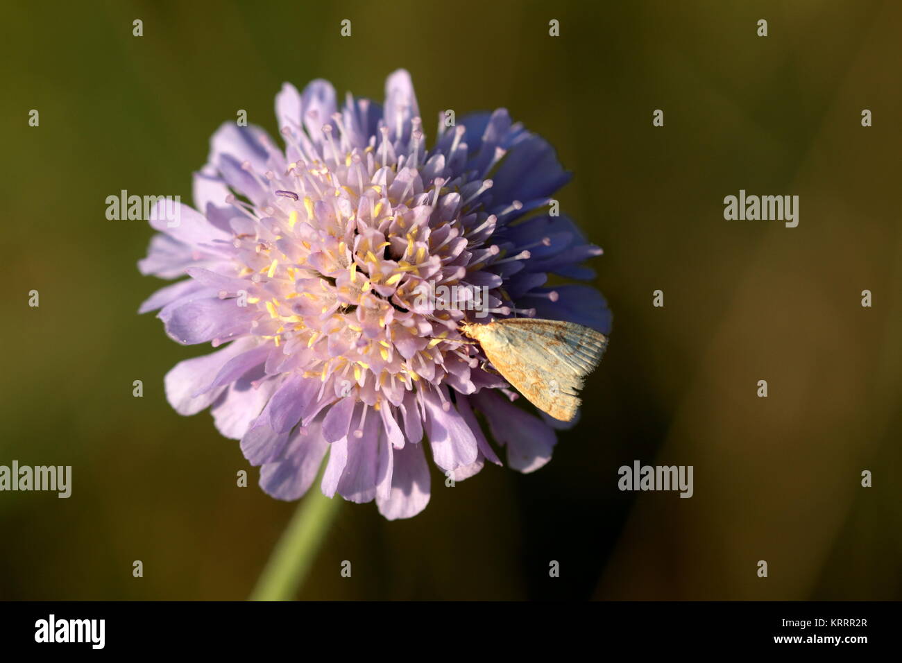Grass Rivulet (Perizoma albulata) Moth feeding on Field Scabious ...