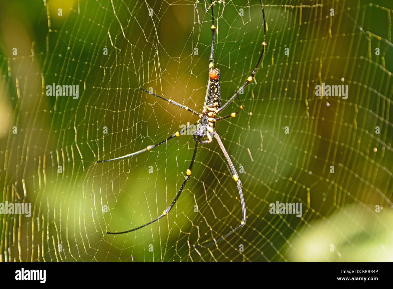 Northern Golden Orb Weaver Spider Stock Photo - Alamy