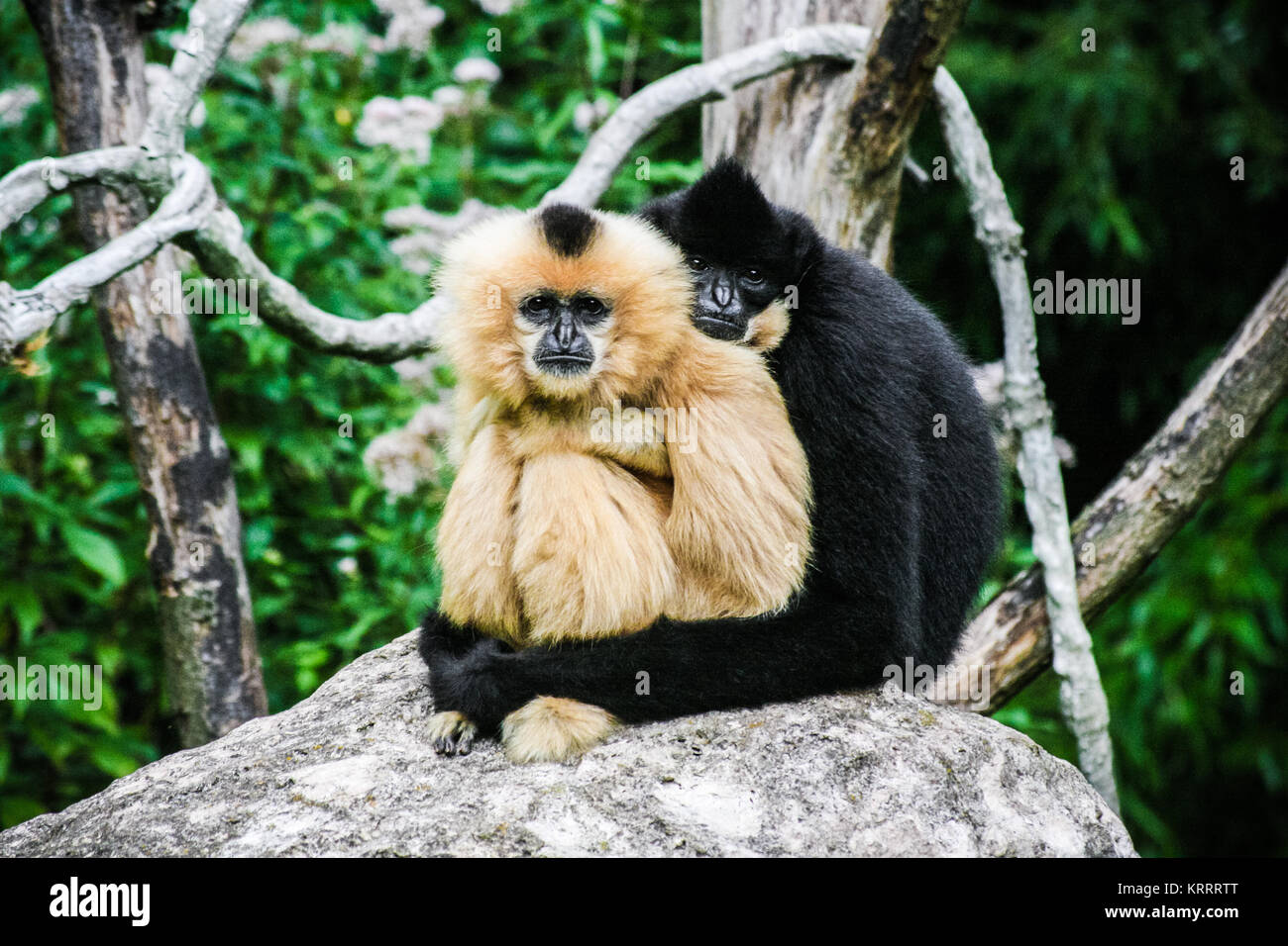 love among monkeys Stock Photo - Alamy
