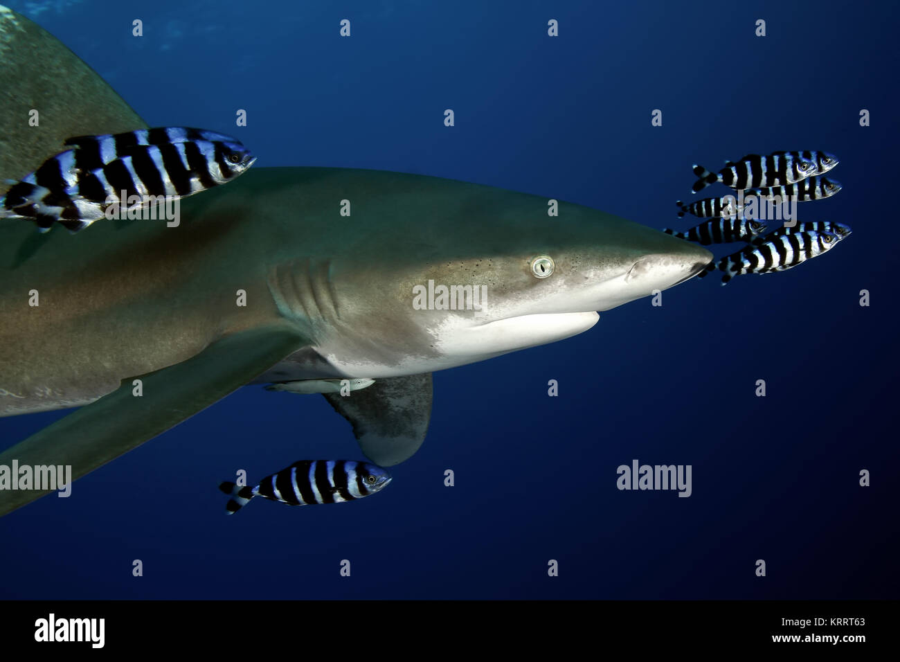 Dangerous big Shark Underwater safari Egypr Red Sea Stock Photo - Alamy