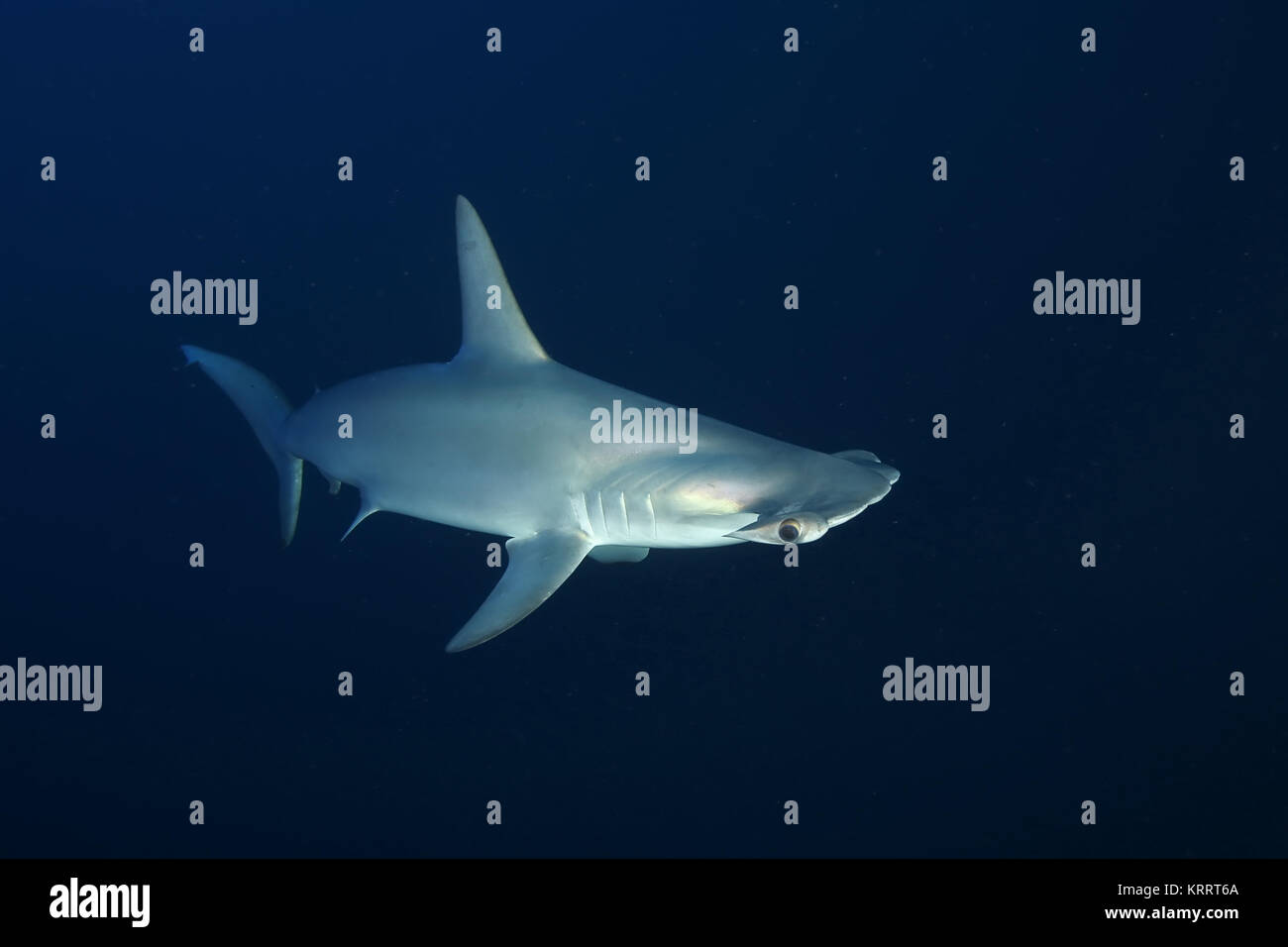 Dangerous big Shark Underwater safari Egypr Red Sea Stock Photo - Alamy
