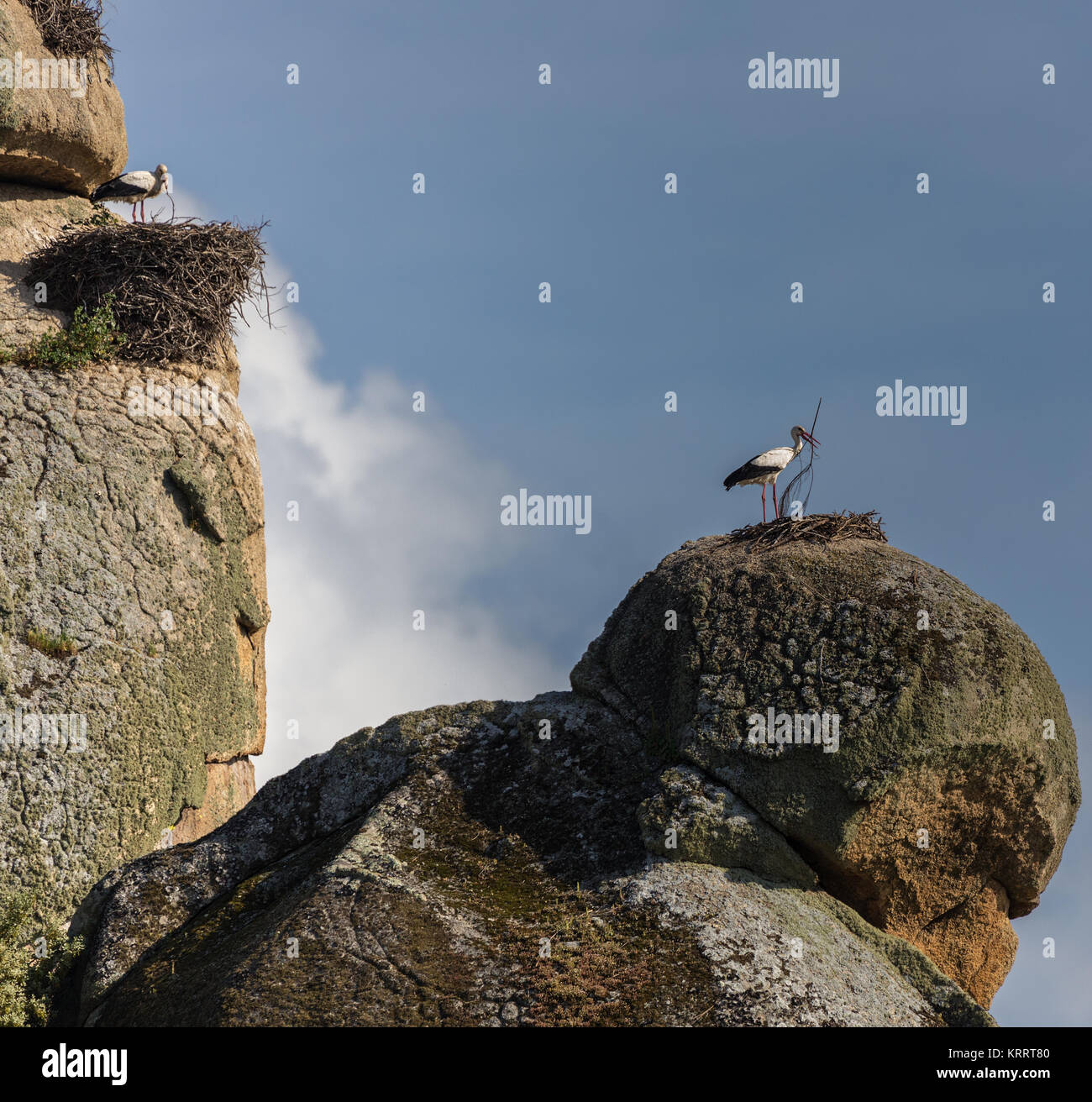 Storks nesting on the rocks. Barruecos Natural Park. Spain Stock Photo ...