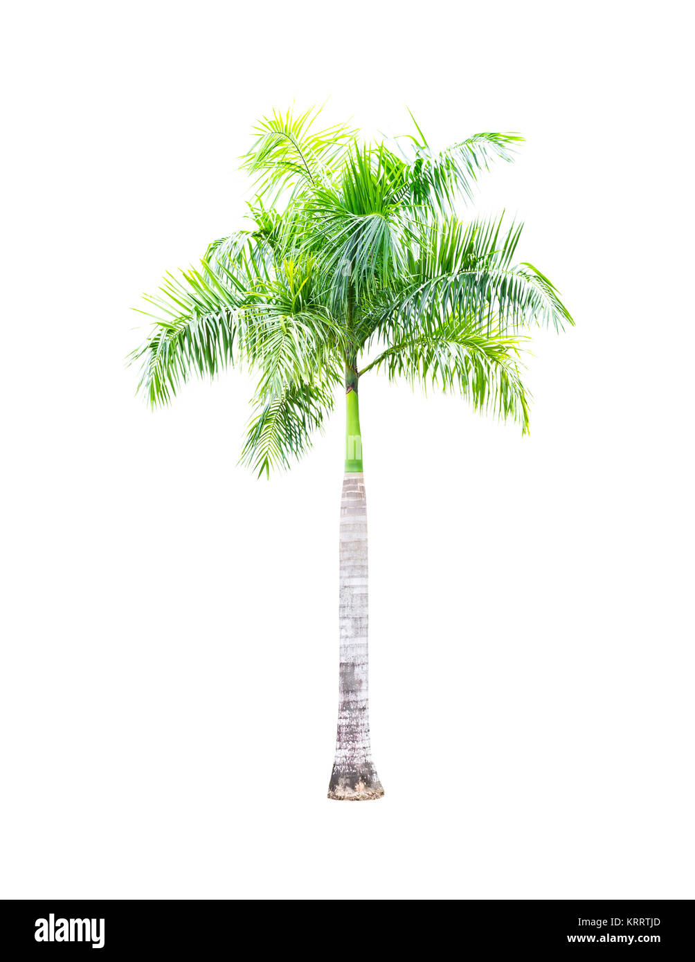 Green palm tree isolated Stock Photo - Alamy