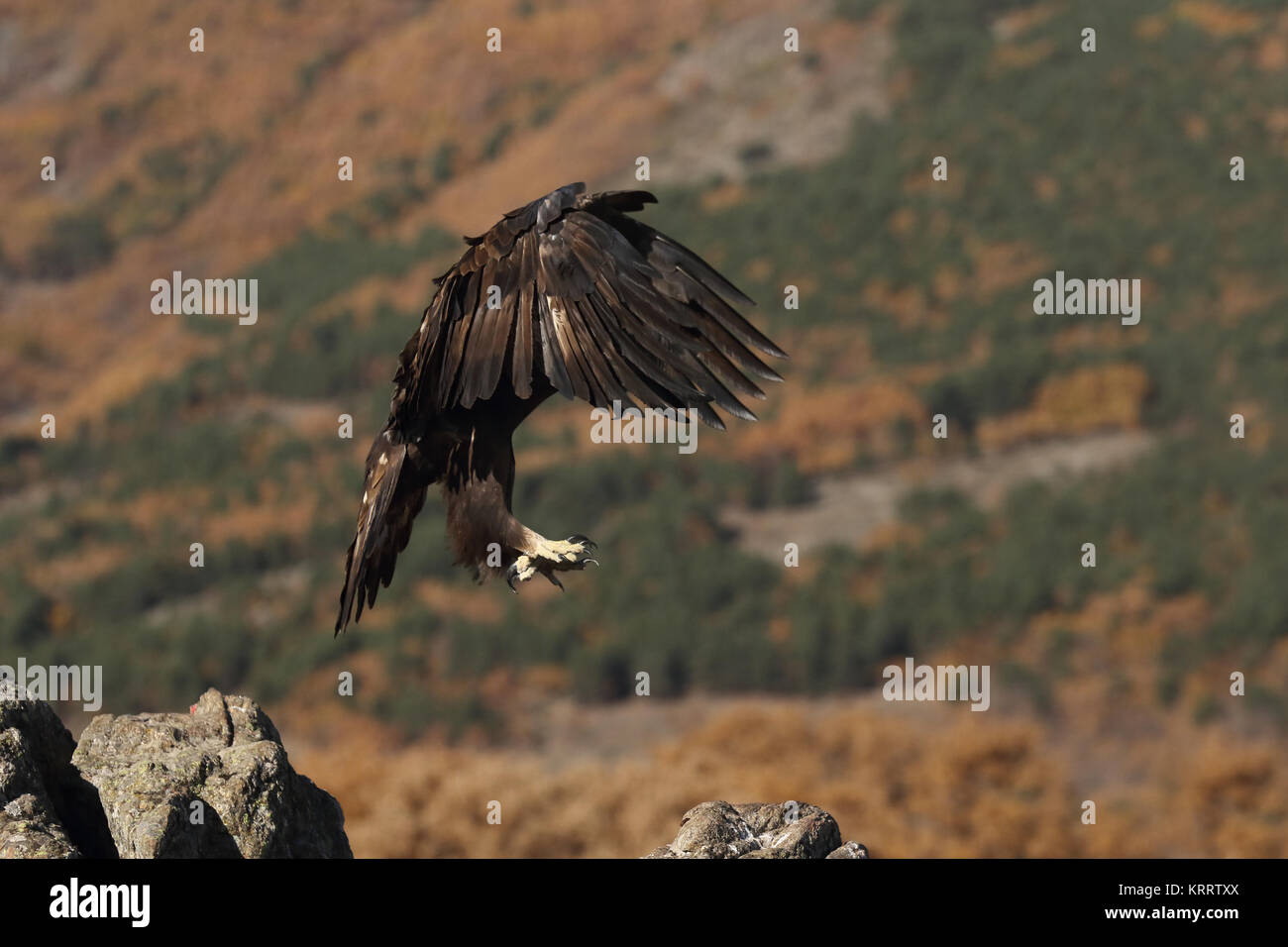 Golden eagle fly Stock Photo - Alamy