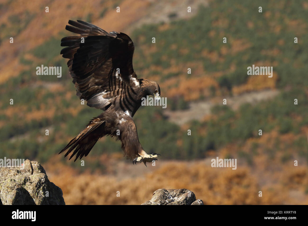 Golden eagle fly Stock Photo - Alamy