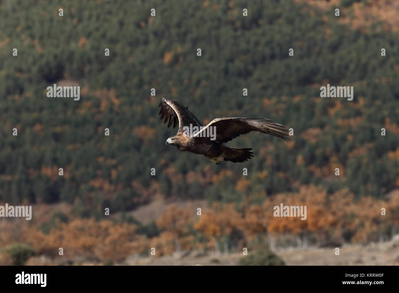Golden eagle fly Stock Photo - Alamy