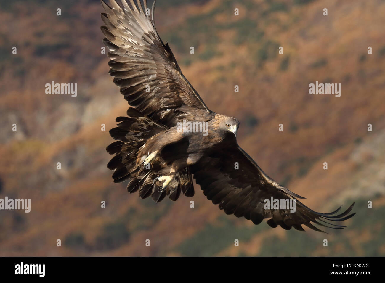 Golden eagle fly Stock Photo - Alamy