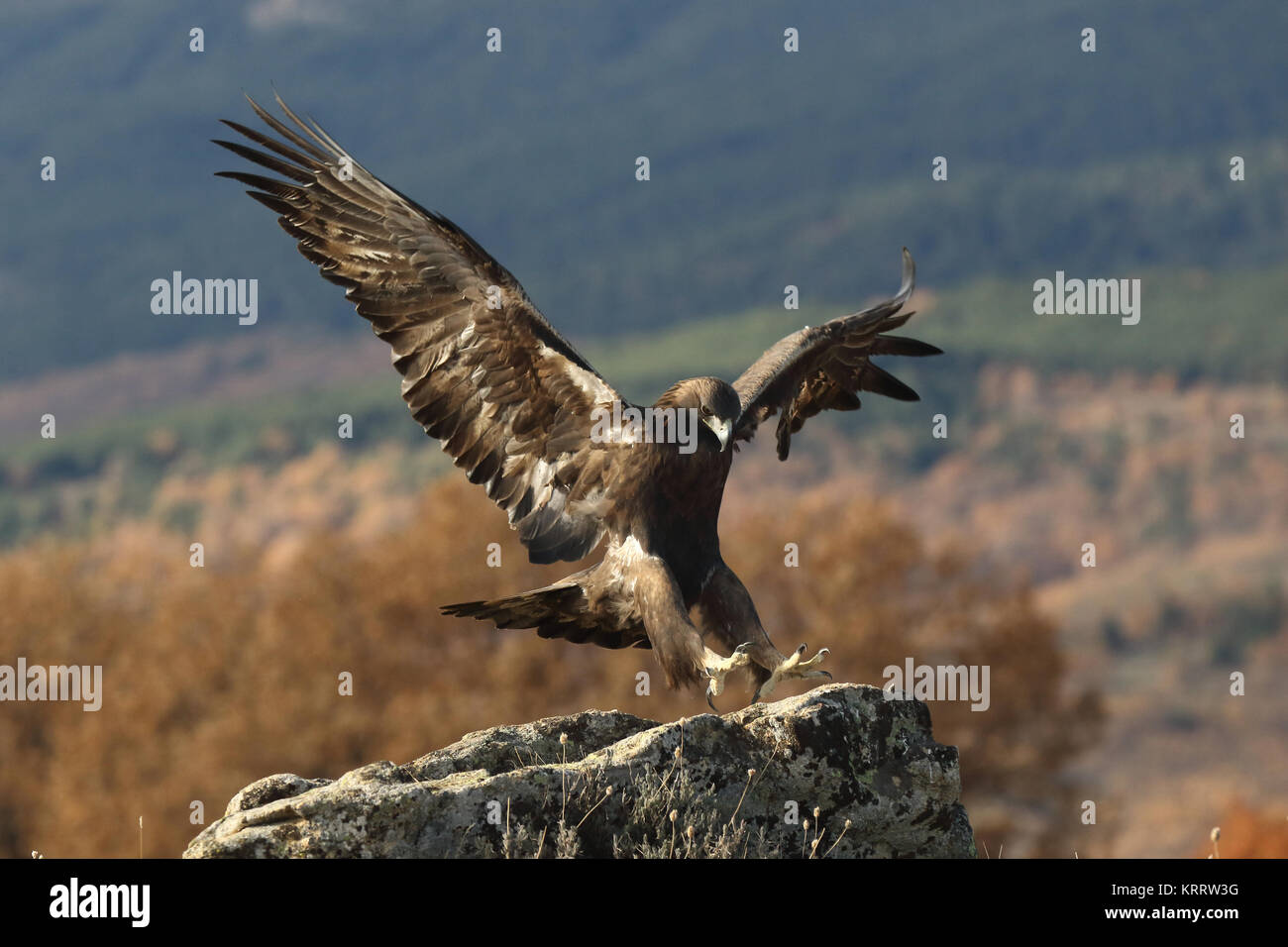 Golden eagle fly Stock Photo - Alamy