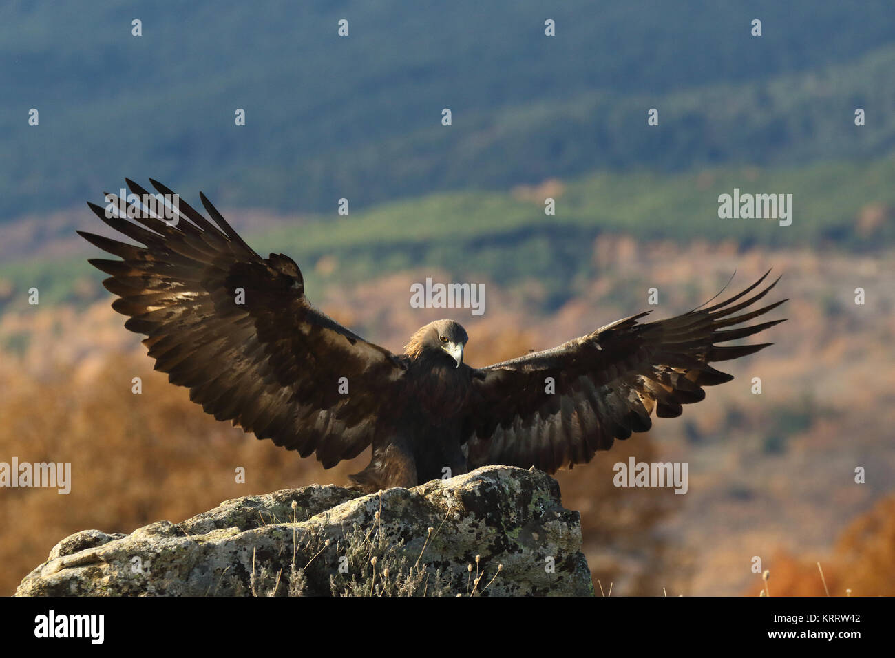 Golden eagle fly Stock Photo - Alamy