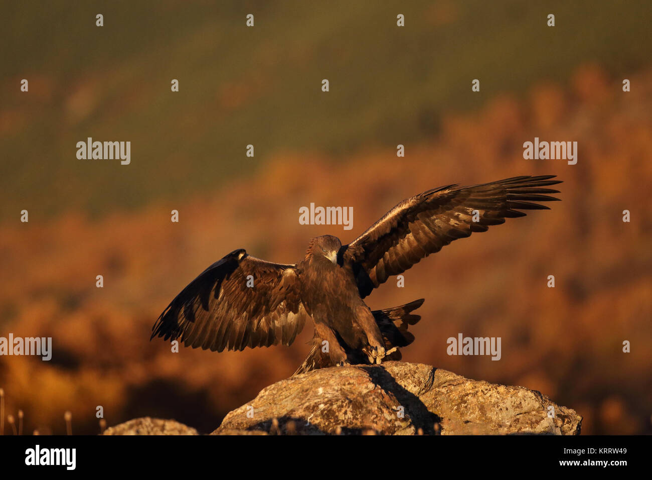 Golden eagle fly Stock Photo - Alamy