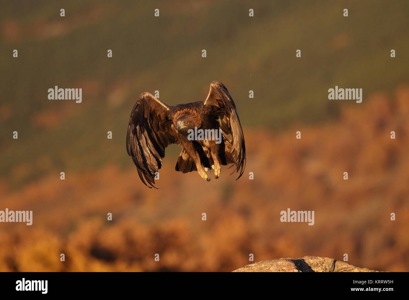 Golden eagle fly Stock Photo - Alamy