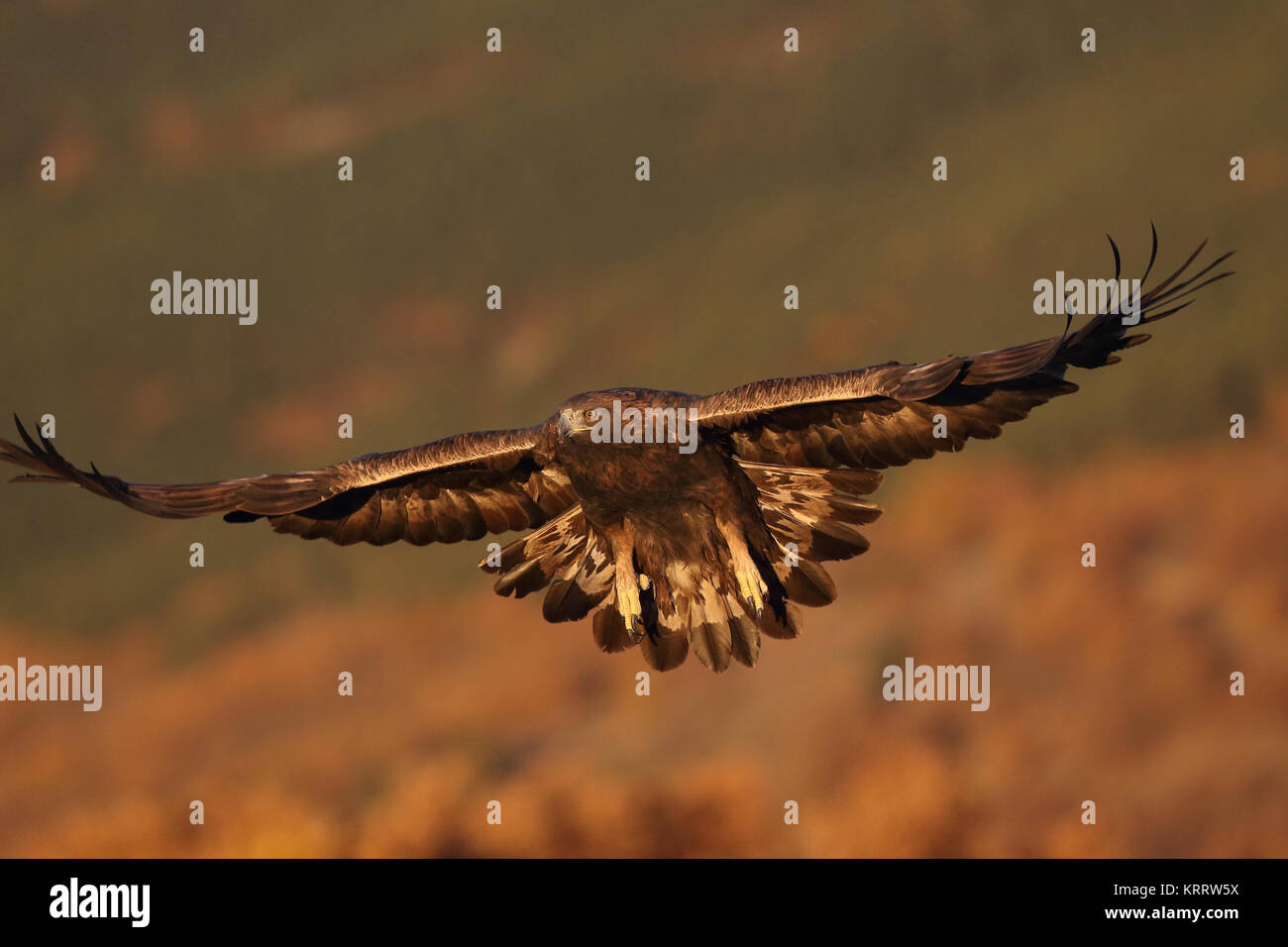 Golden eagle fly Stock Photo - Alamy