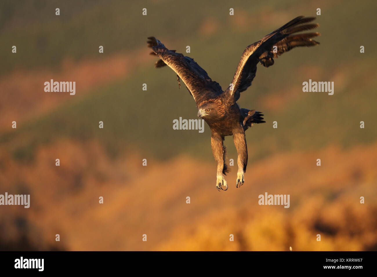 Golden eagle fly Stock Photo - Alamy