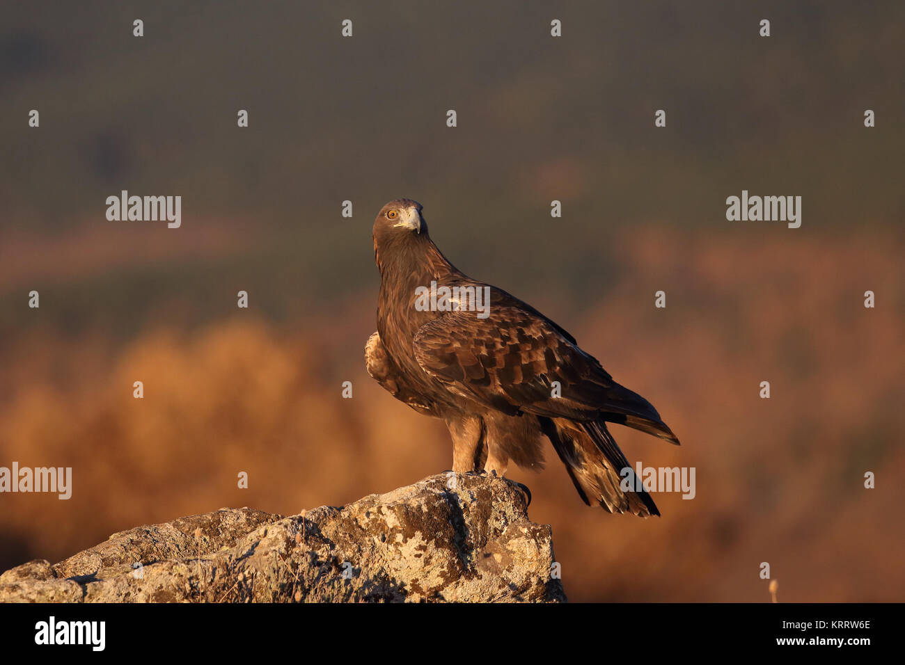 Golden eagle fly Stock Photo - Alamy