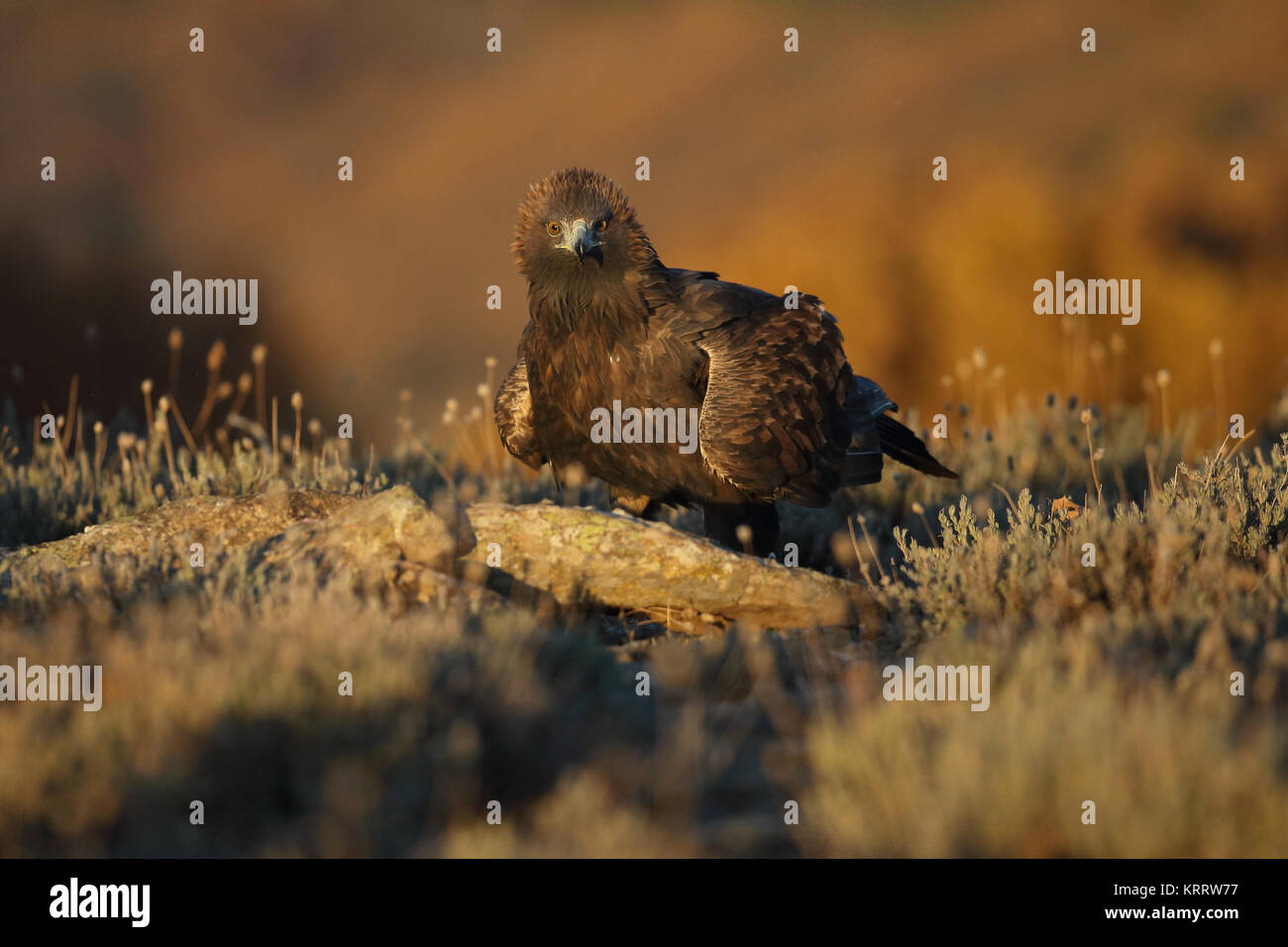 Golden eagle fly Stock Photo - Alamy