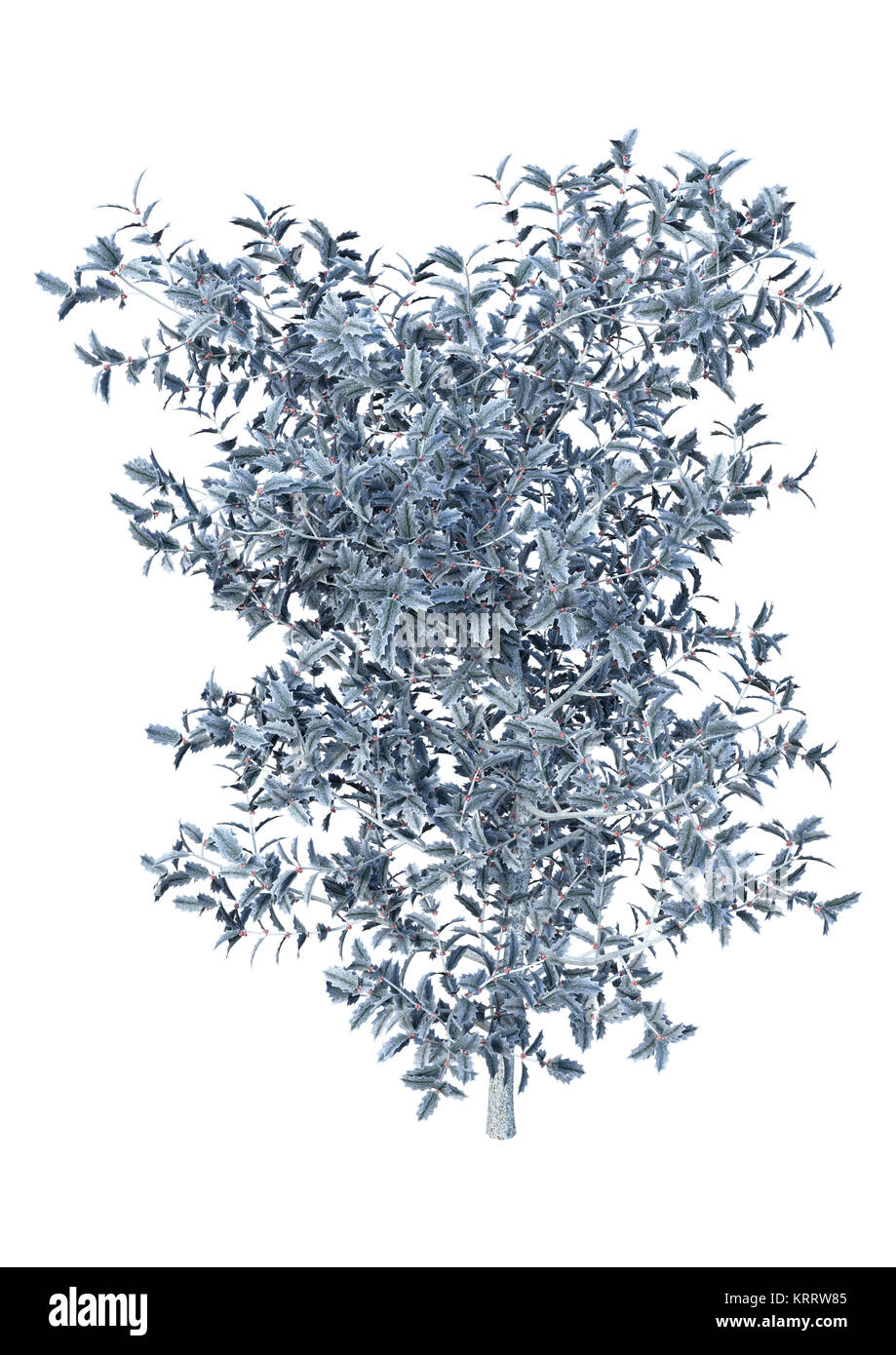 Holly tree snow Cut Out Stock Images & Pictures - Alamy