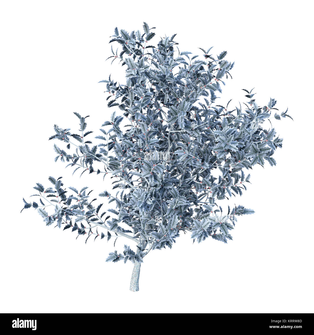 Holly tree snow Cut Out Stock Images & Pictures - Alamy
