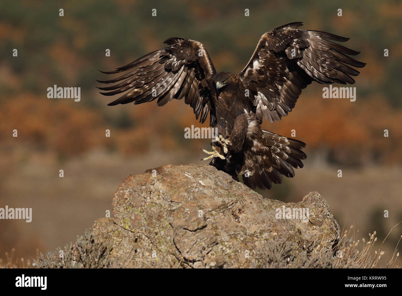 Golden eagle fly Stock Photo - Alamy
