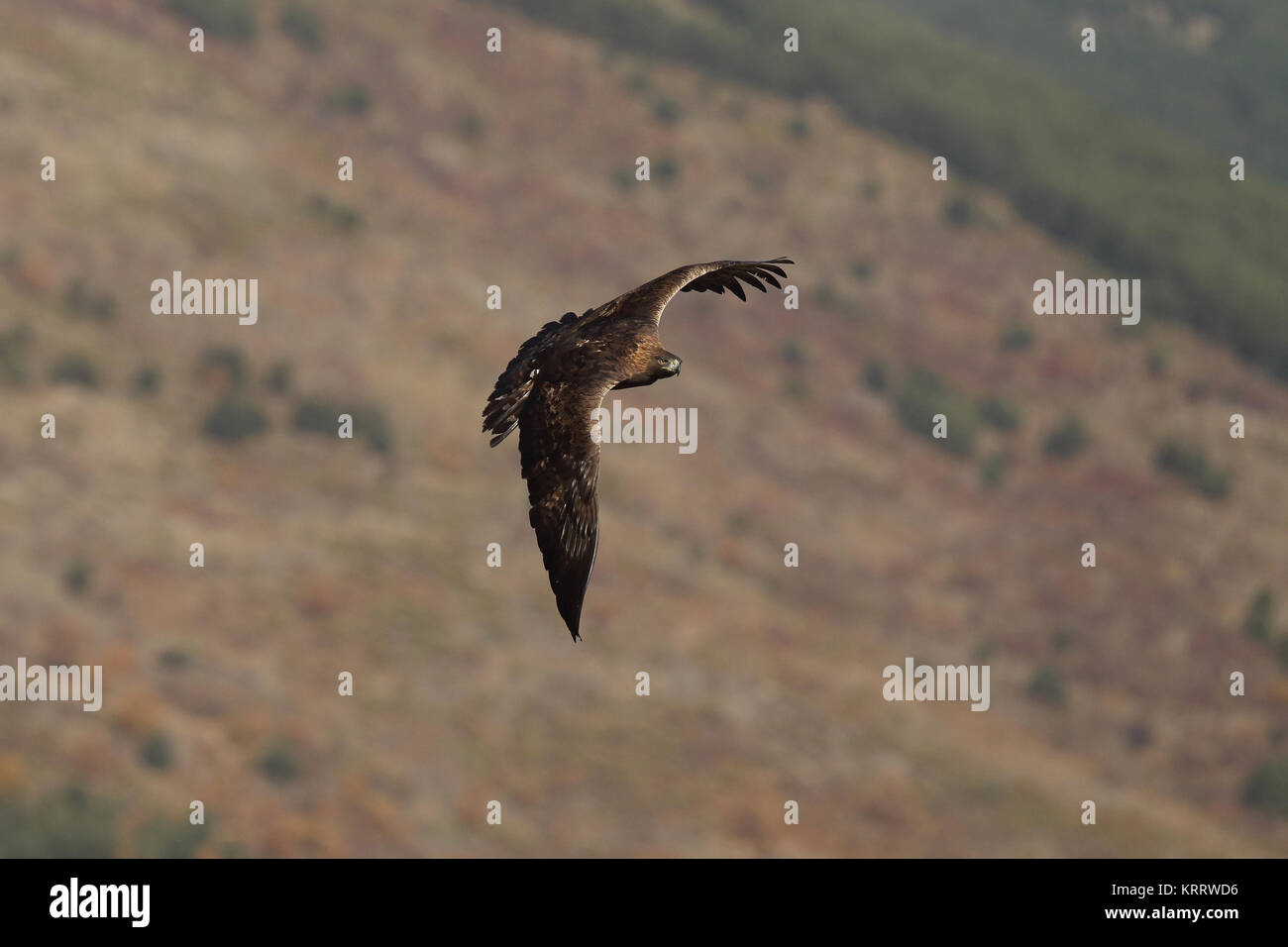 Golden eagle fly Stock Photo - Alamy