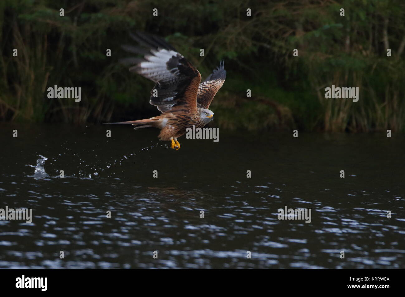 Welsh red kite hi-res stock photography and images - Alamy