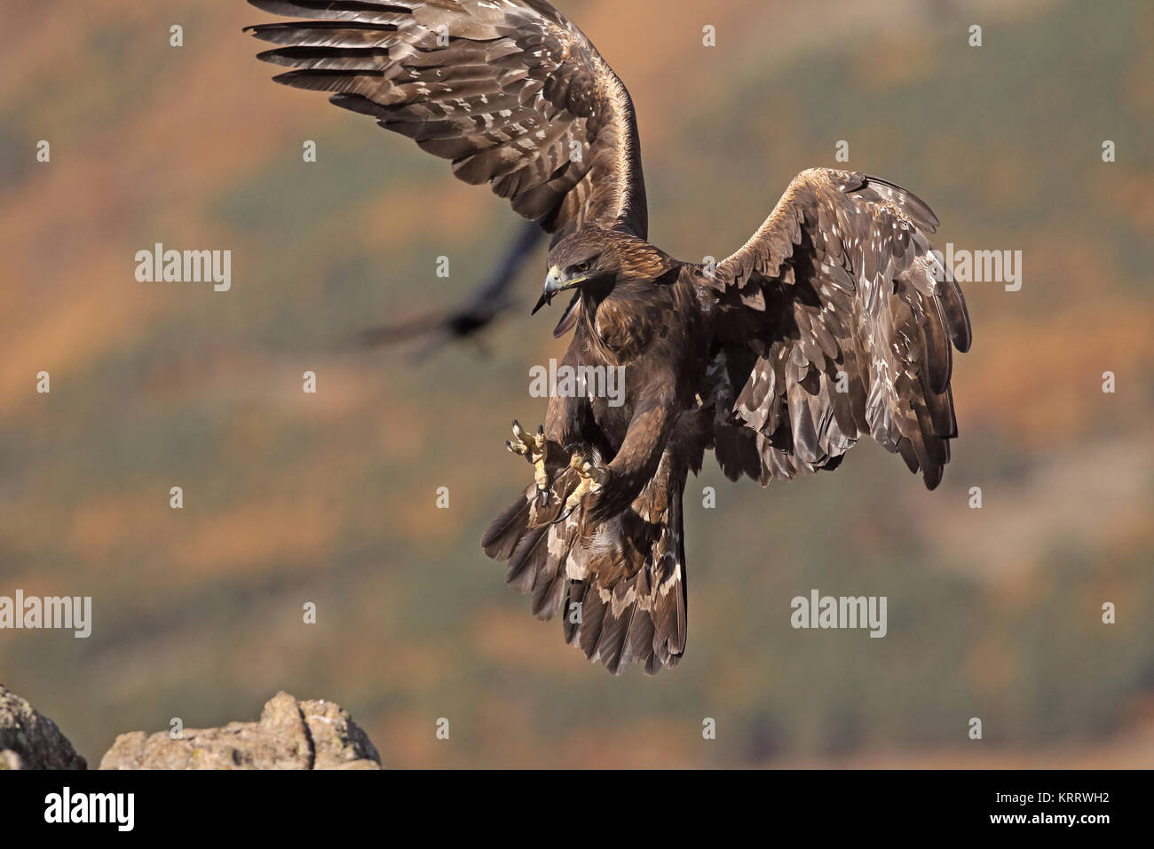 Golden eagle fly Stock Photo - Alamy
