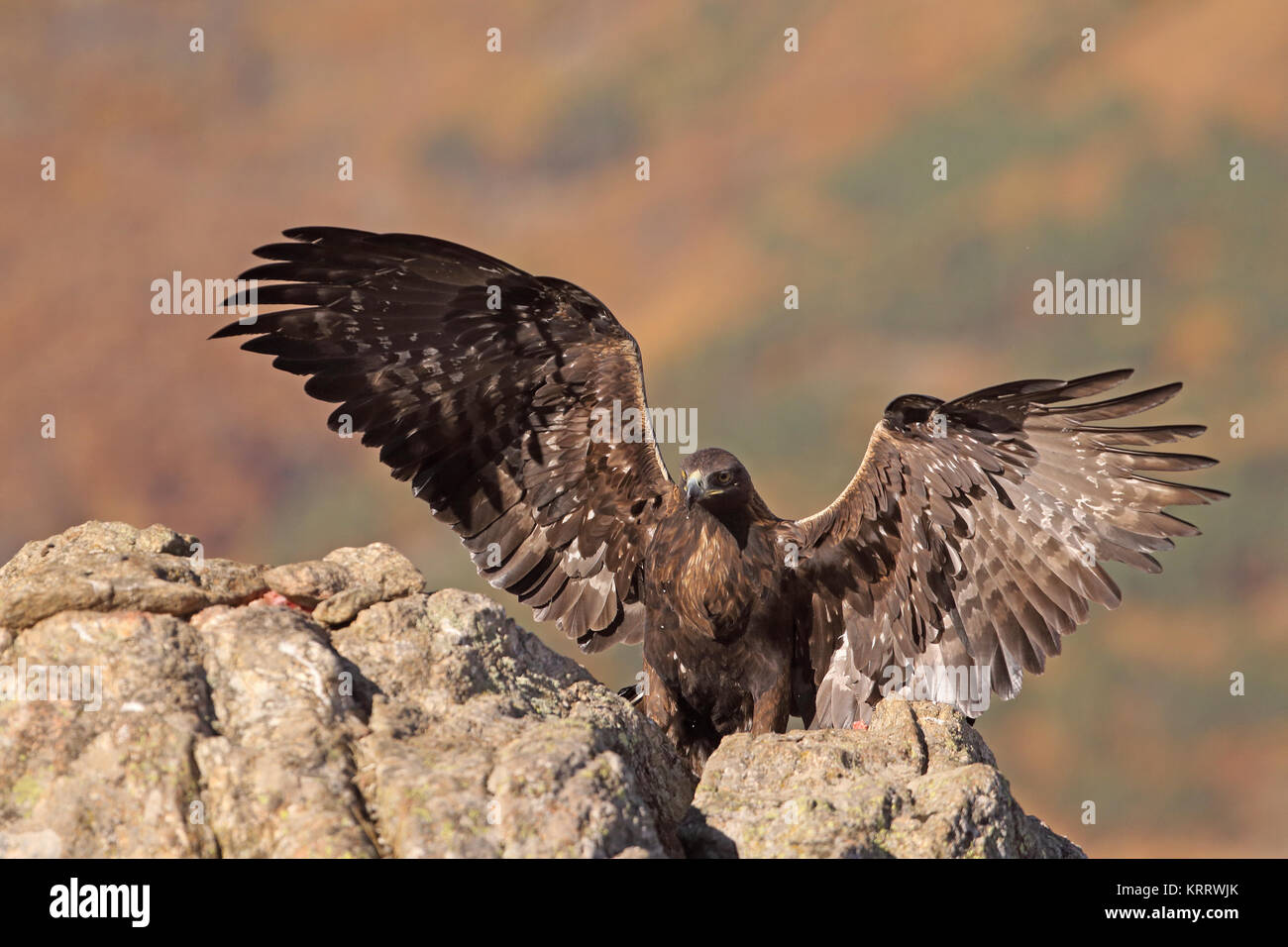 Golden eagle fly Stock Photo - Alamy