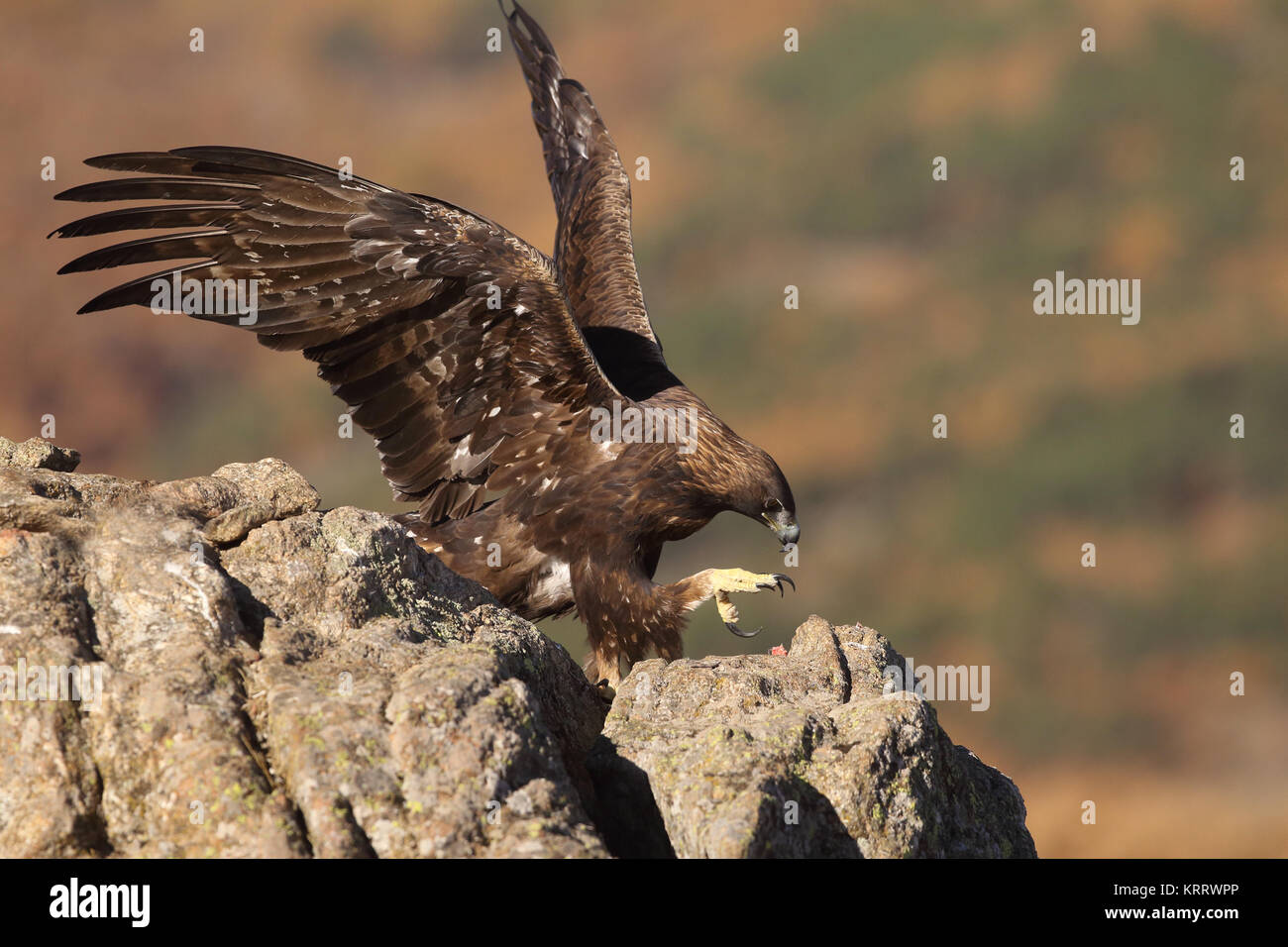 Golden eagle fly Stock Photo - Alamy
