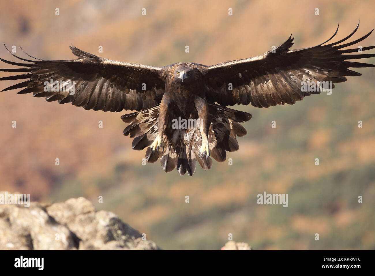 Golden eagle fly Stock Photo - Alamy