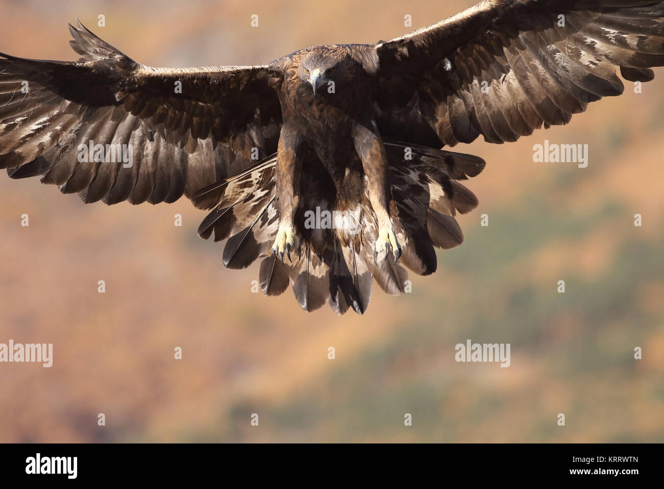 Golden eagle fly Stock Photo - Alamy