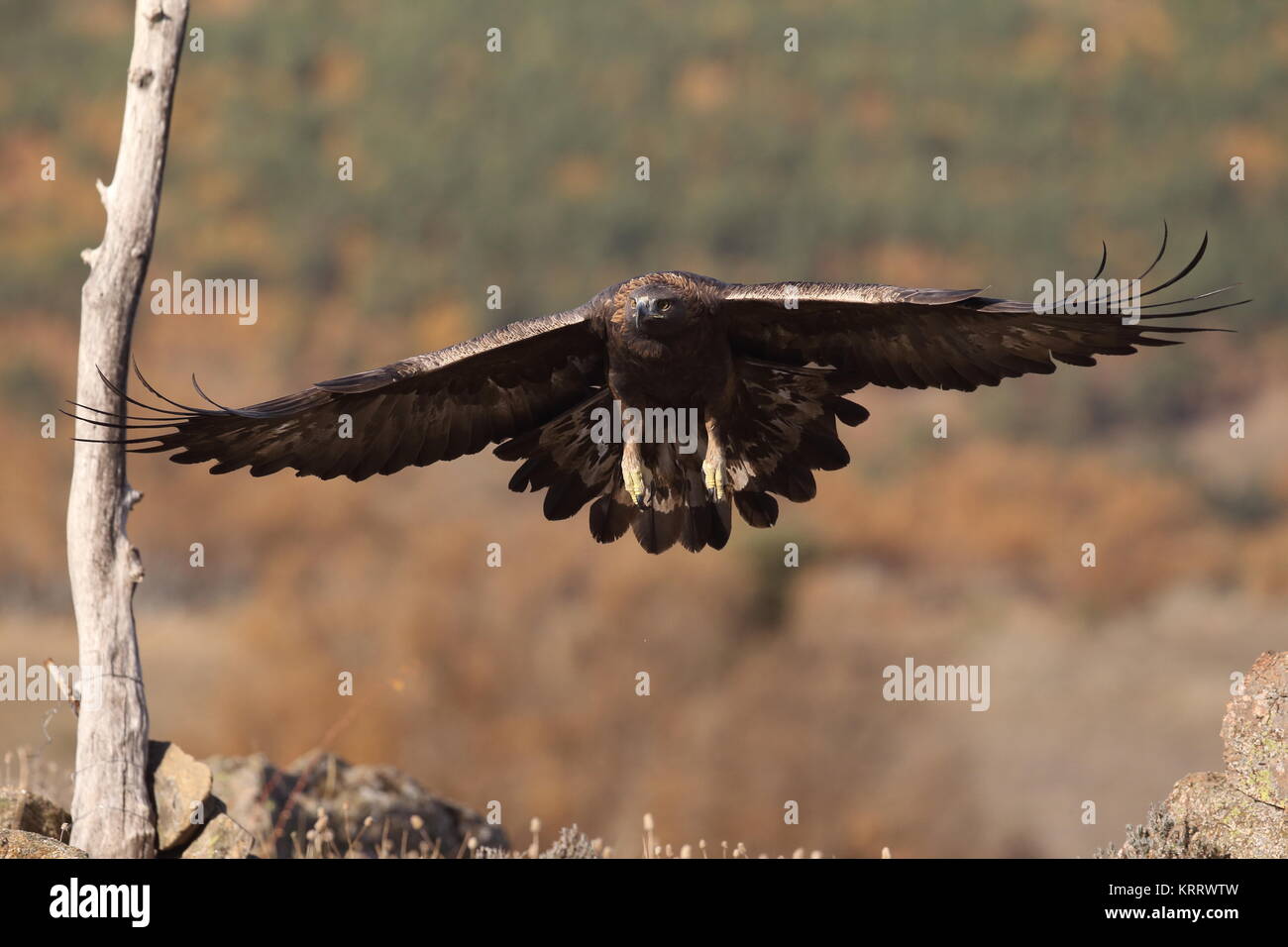 Golden eagle fly Stock Photo - Alamy