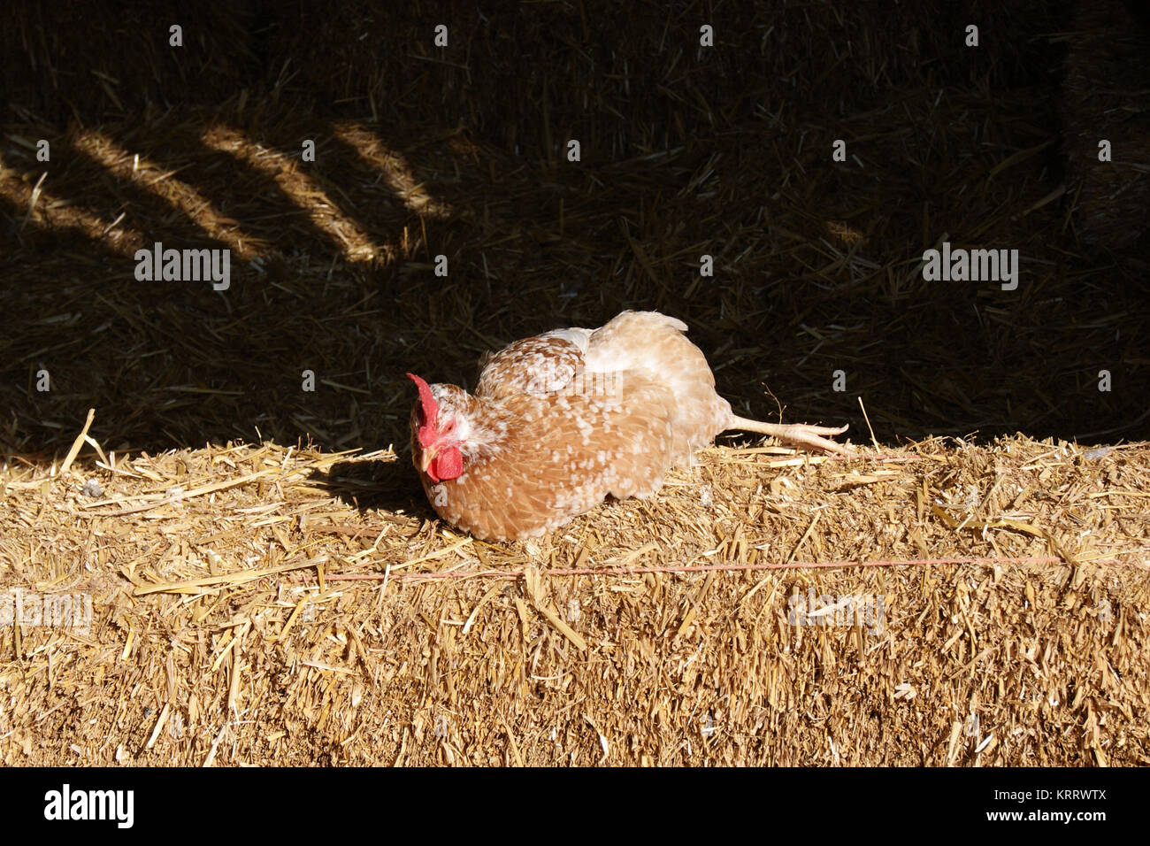 Chicken at a Farm Stock Photo - Alamy