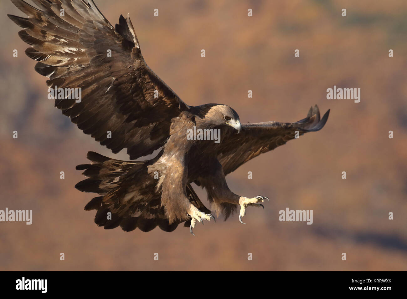 Golden eagle fly Stock Photo - Alamy