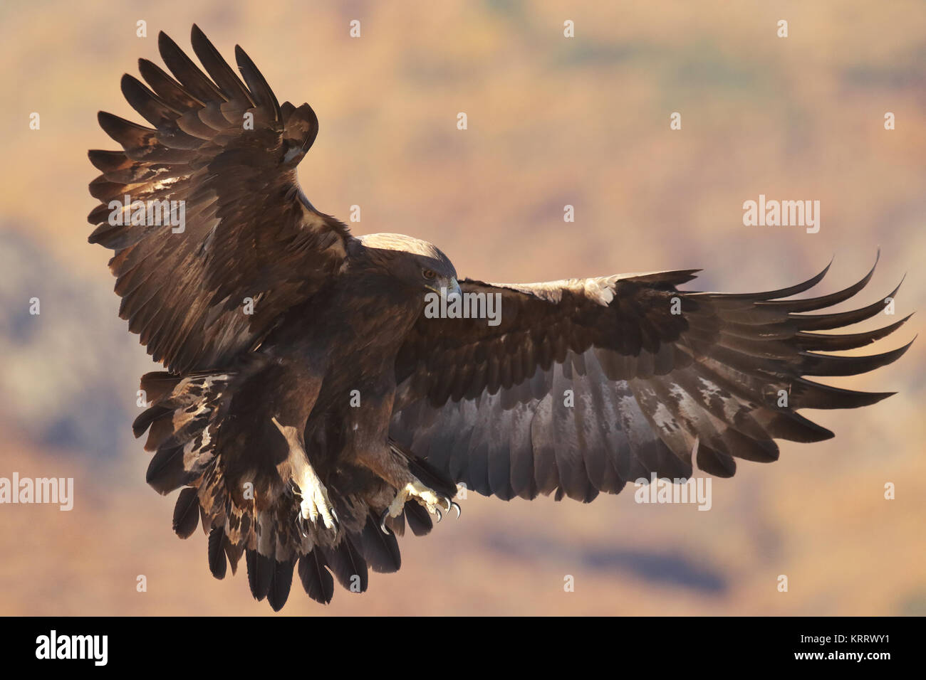 Golden eagle fly Stock Photo - Alamy