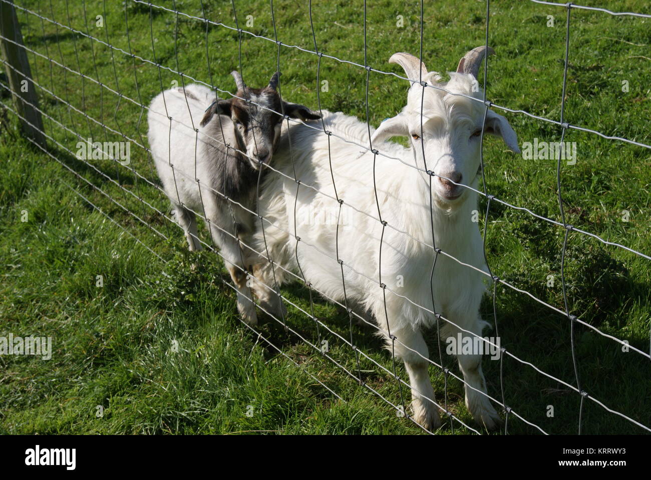 Goats at a Farm Stock Photo - Alamy