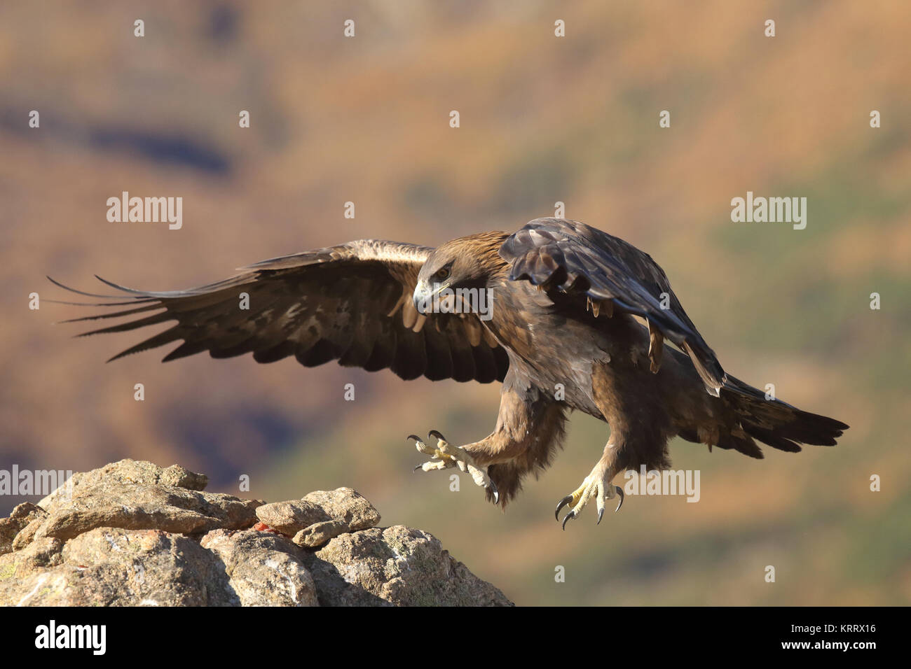 Golden eagle fly Stock Photo - Alamy