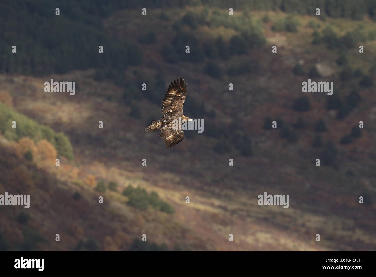 Golden eagle fly Stock Photo - Alamy