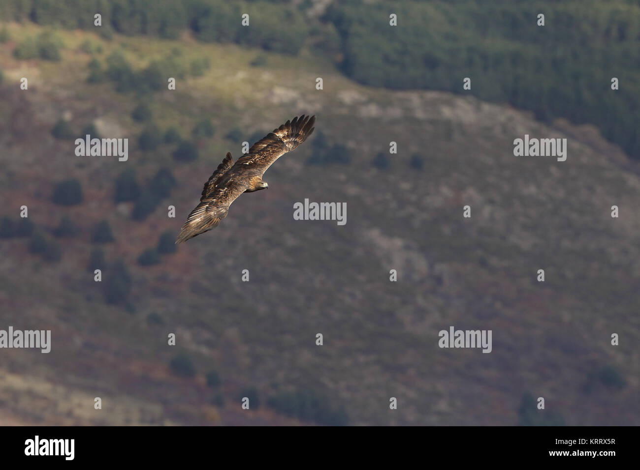 Golden eagle fly Stock Photo - Alamy