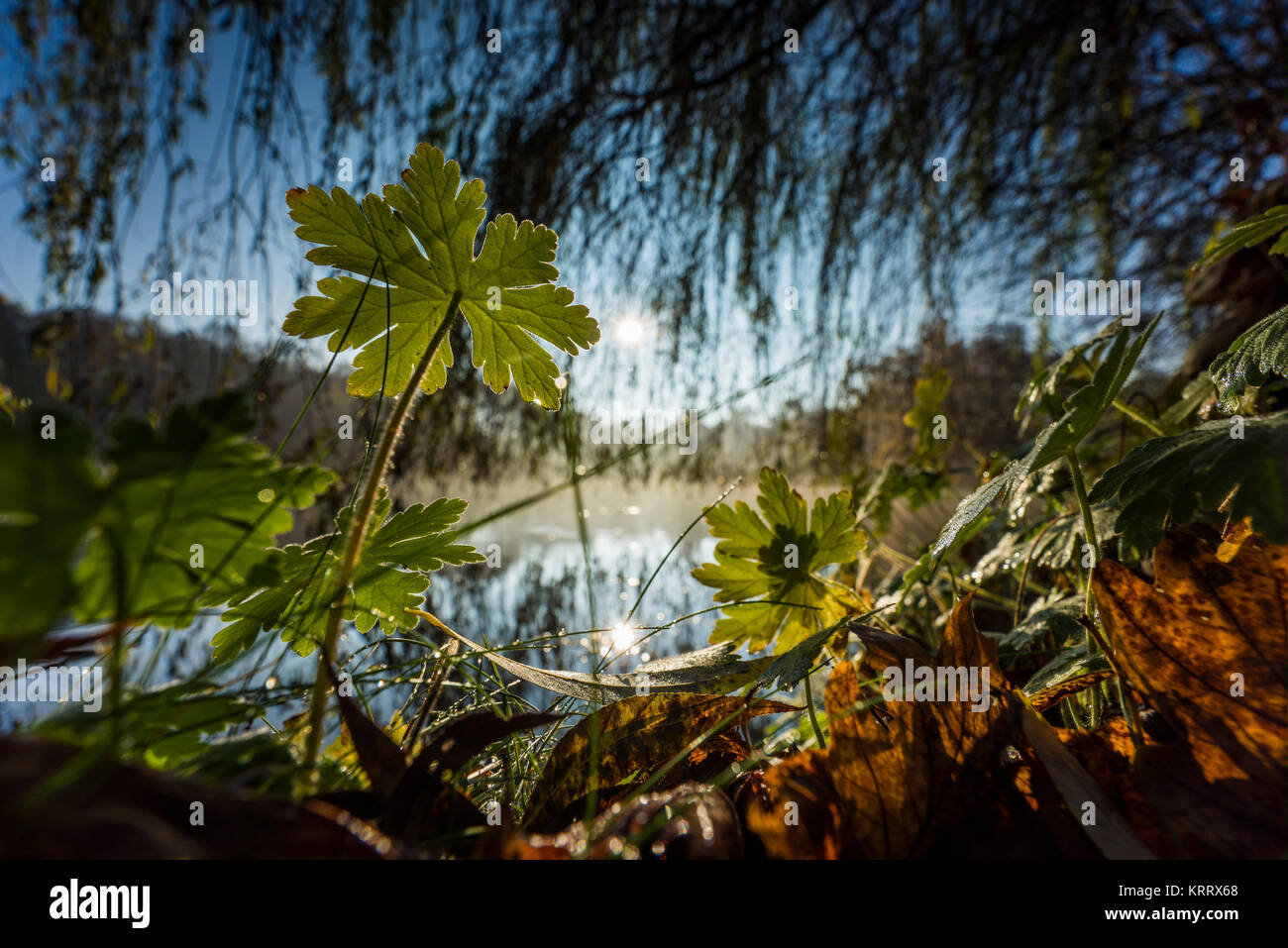 dancing autumn leaves long exposure and reflection of the colorful ...