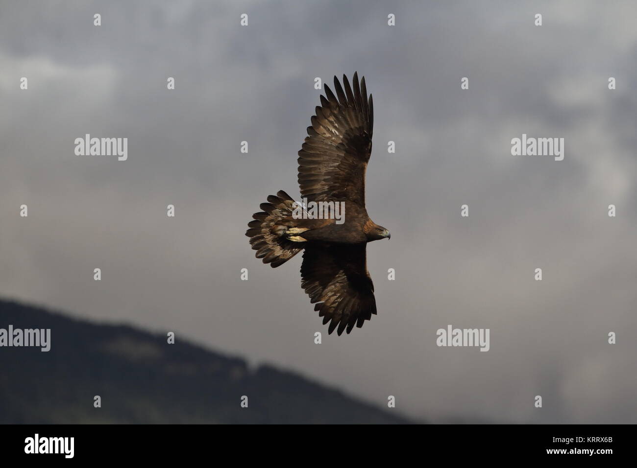 Golden eagle fly Stock Photo - Alamy